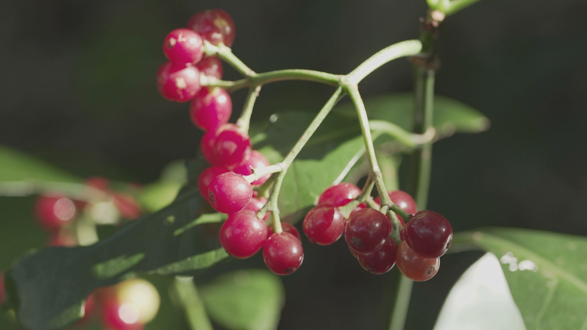 時の首里彩画 #25 | Lemino(レミノ) - 映画・ドラマ・アニメや音楽・ライブが見放題 | ドコモの動画配信サービス