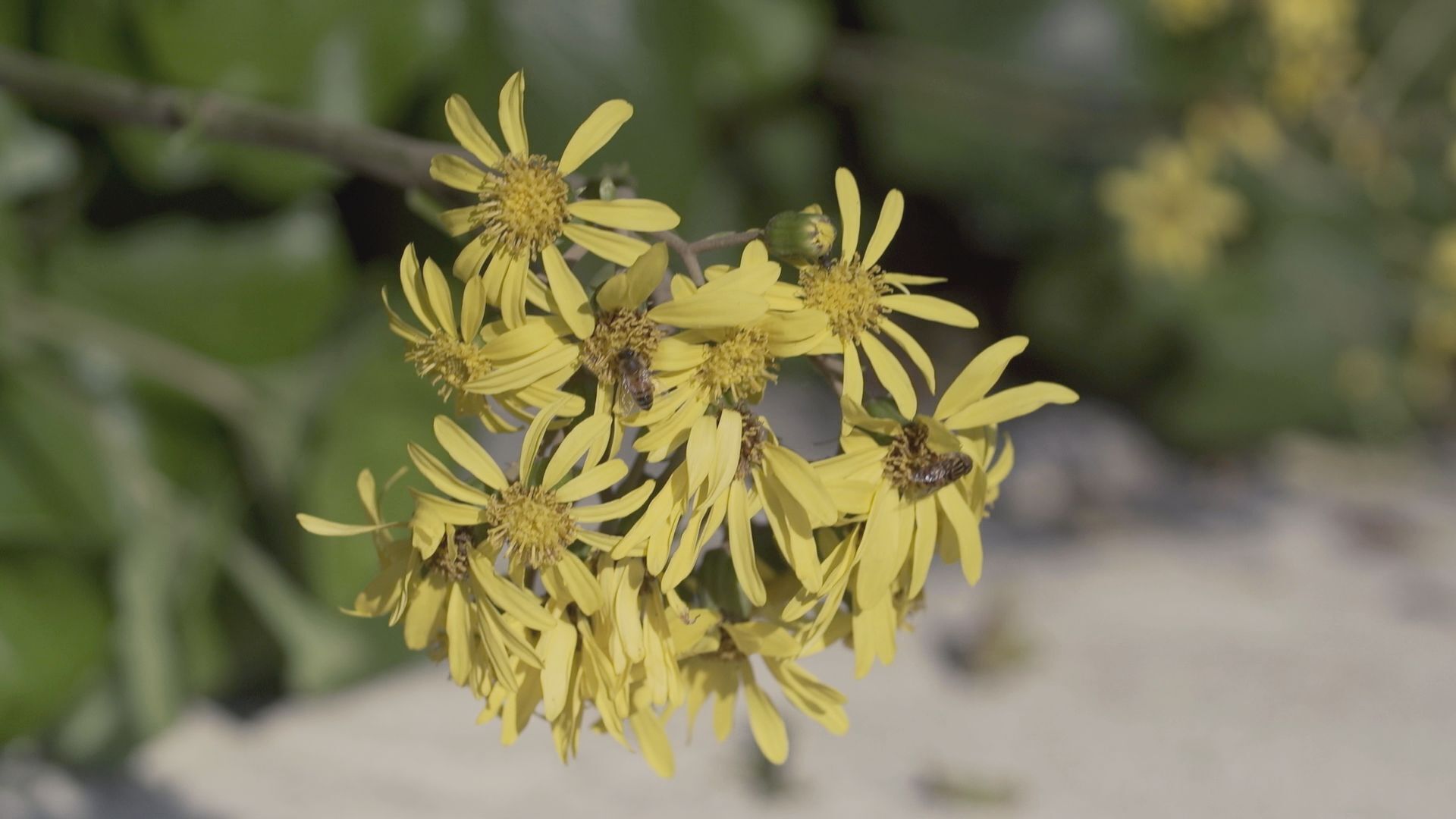 時の首里彩画 #26 | Lemino（レミノ）／ドコモの新しい映像サービス - 知らなかった、大好きへ。