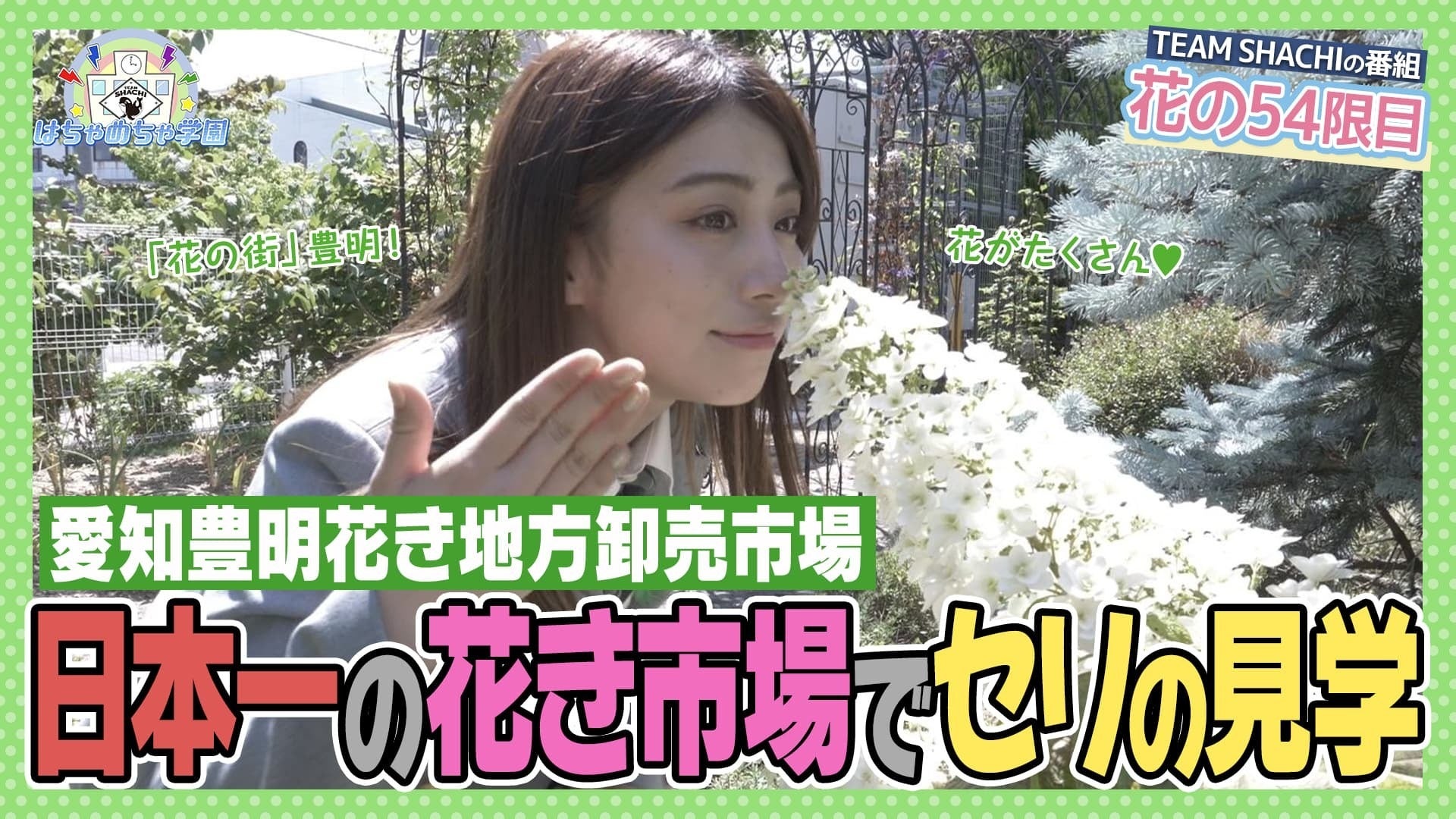 TEAM SHACHI はちゃめちゃ学園54限目 | Lemino(レミノ) - 映画・ドラマ・アニメや音楽・ライブが見放題 | ドコモの動画配信サービス