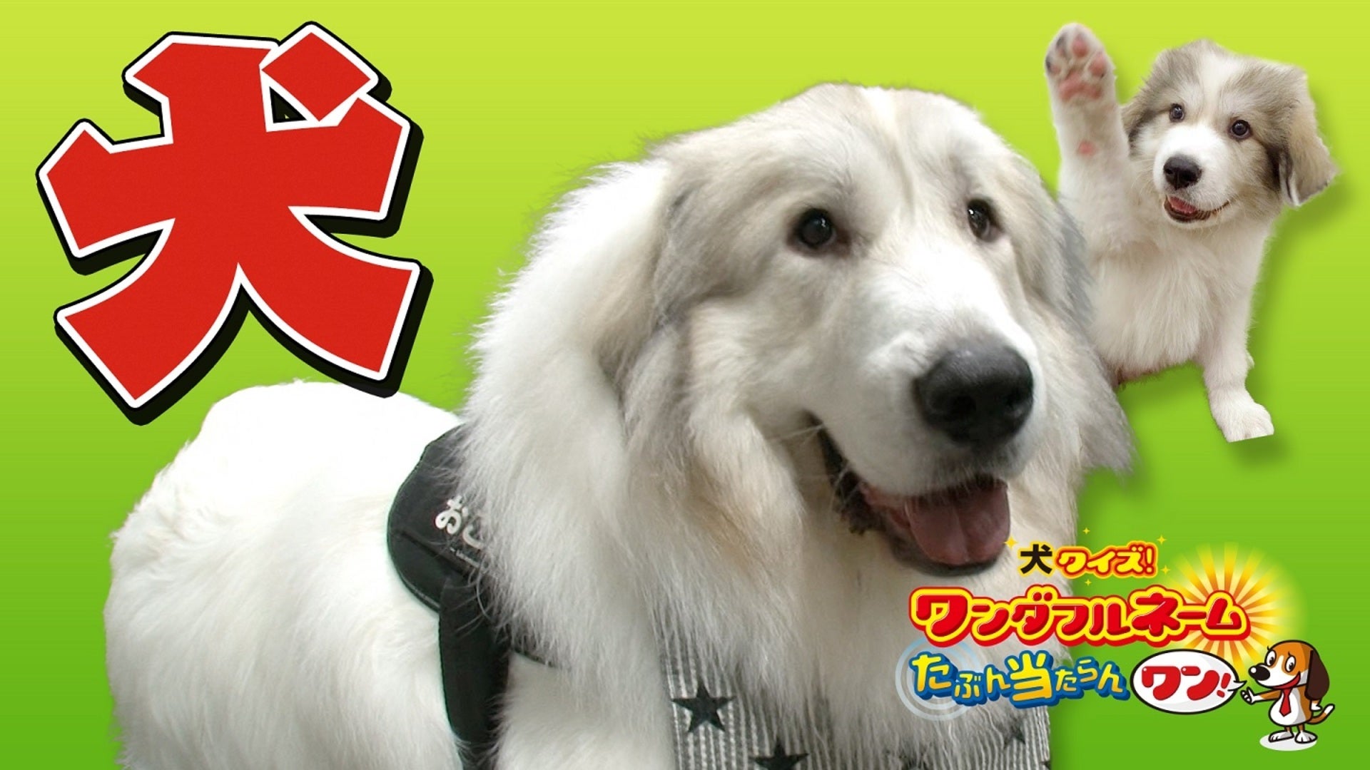 土曜はダメよ！#818 | Lemino(レミノ) - 映画・ドラマ・アニメや音楽・ライブが見放題 | ドコモの動画配信サービス