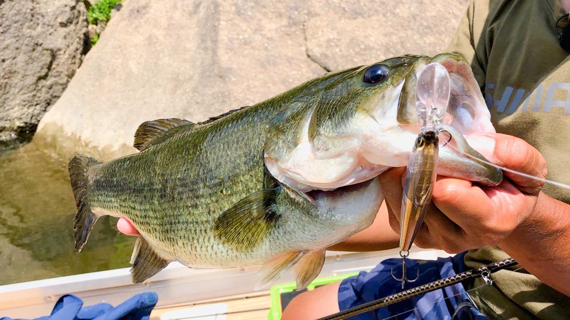 BASS SESSION 17 イヨケン初登場！夏の高山ダム【後編】 | Lemino(レミノ) - 映画・ドラマ・アニメや音楽・ライブが見放題 | ドコモの動画配信サービス